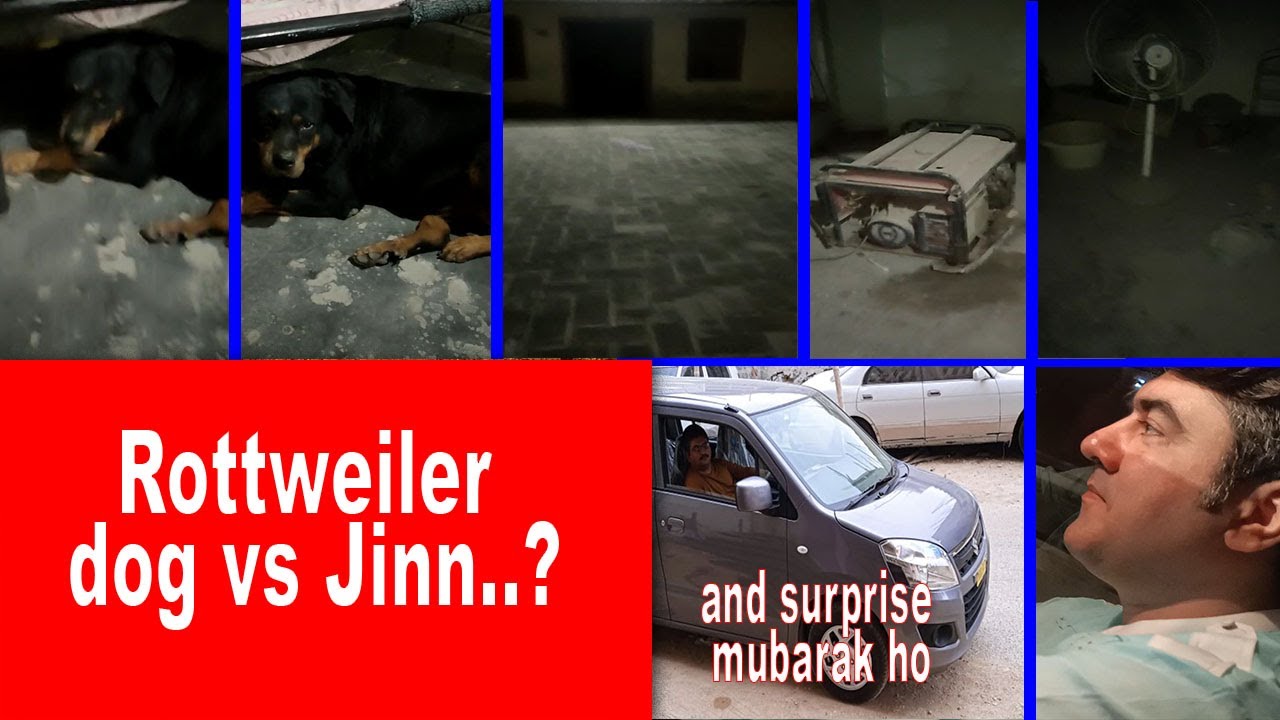 SSD 774 | Rottweiler dog vs Jinn..? | - YouTube