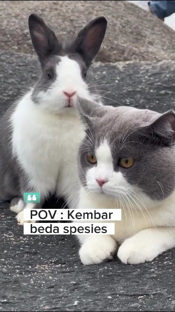 KEMBAR BEDA SPESIES #shortvideo#funny #cat #catlover - YouTube