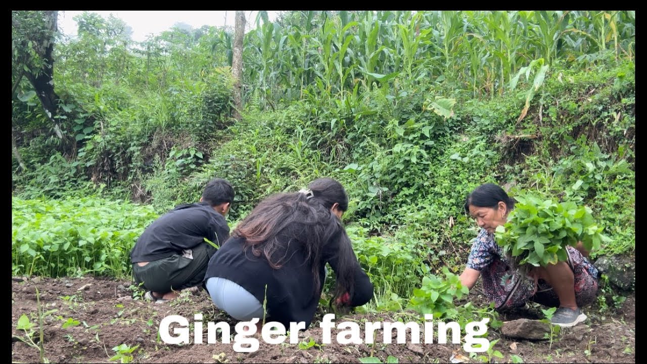 Weeding a ginger field 🍀🍀//a day in my life in village - YouTube