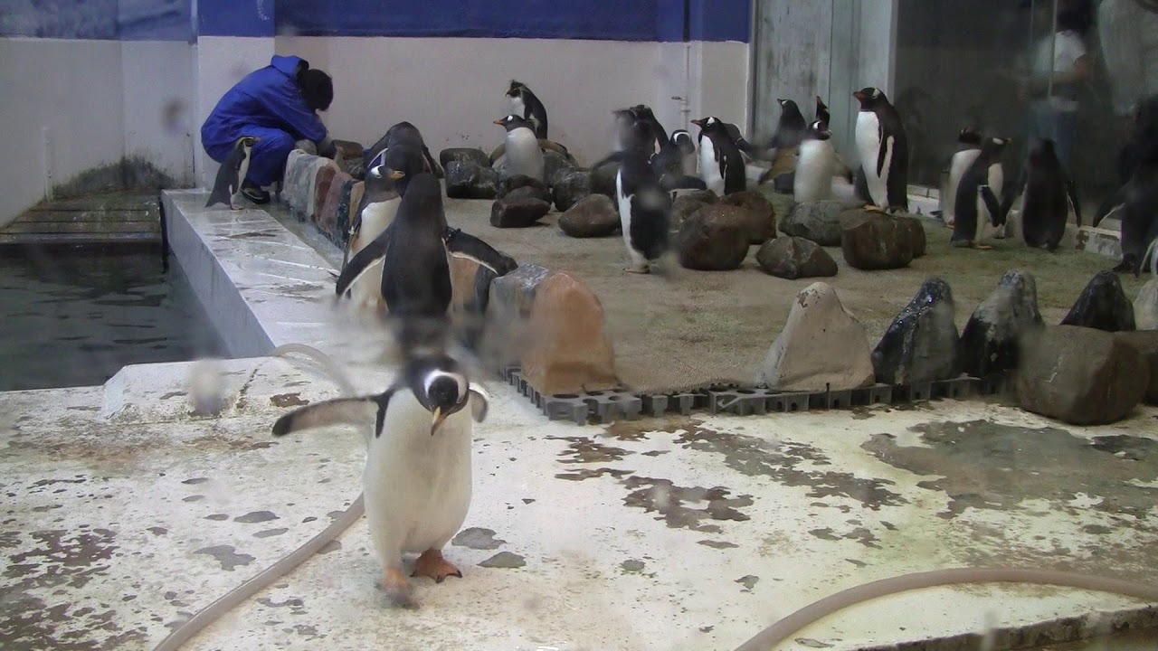 #1-17 Sep 2018 penguin at Adventure world, Japan - YouTube