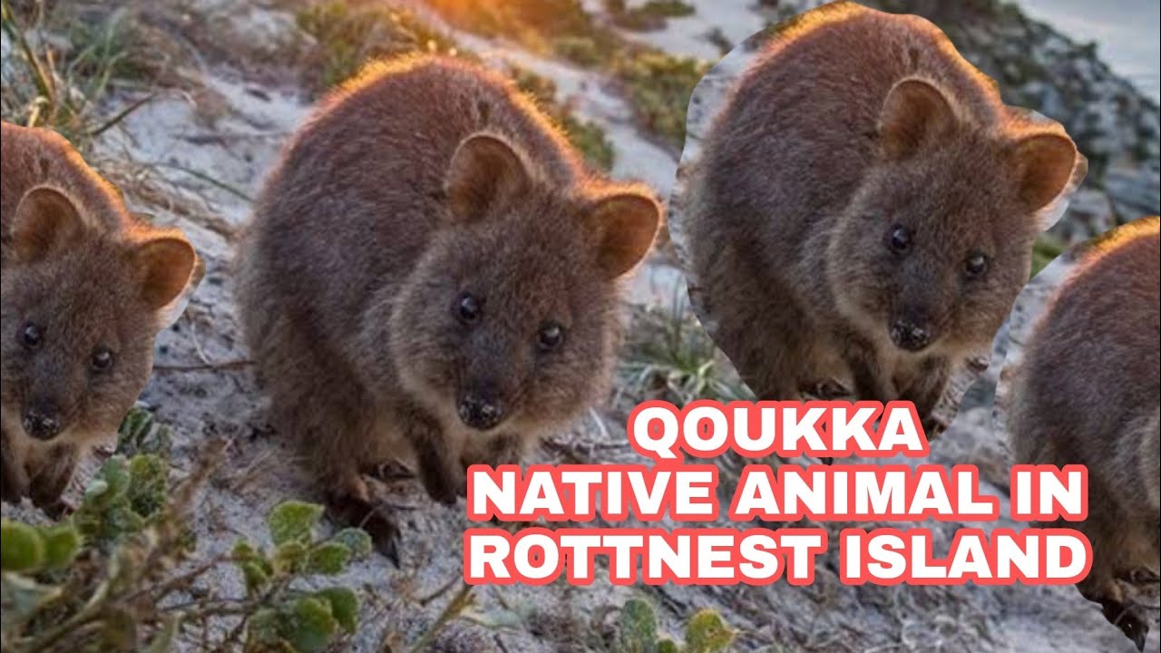QUOKKA -Native animal lives in Rottnest Island (Western Australia ...