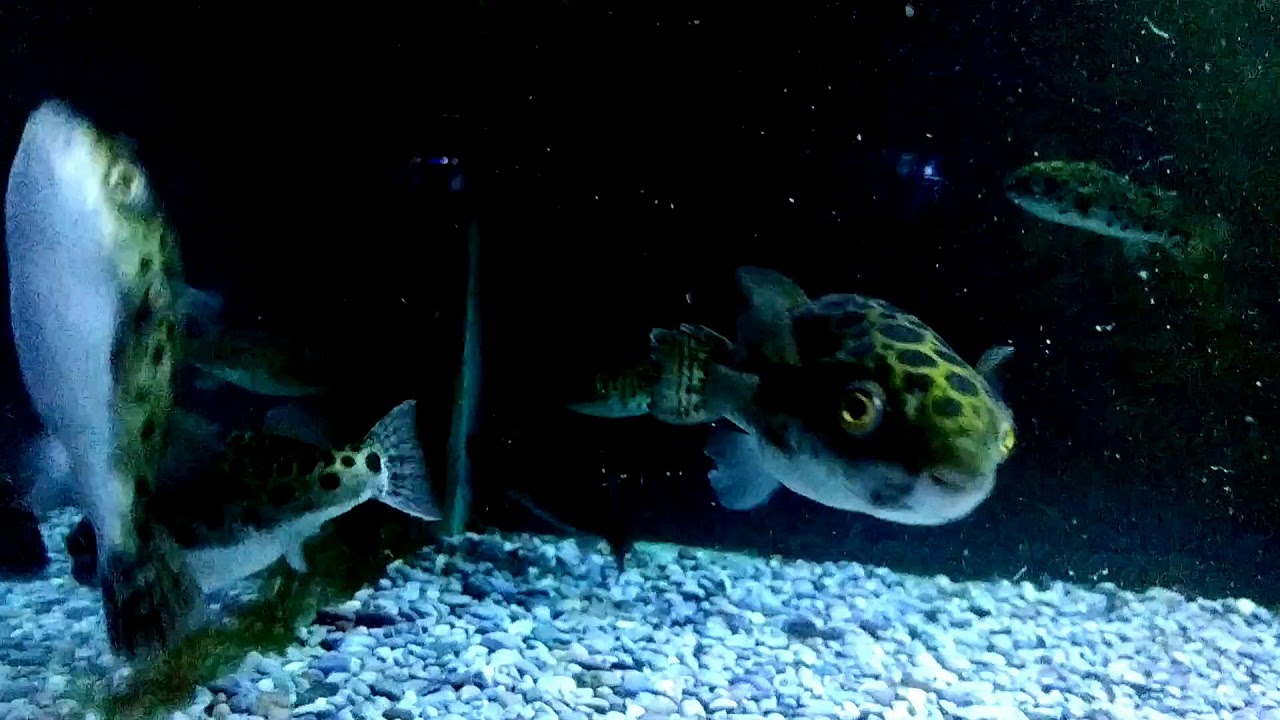 ikan gulper / familiar disebut ikan helikopter - YouTube
