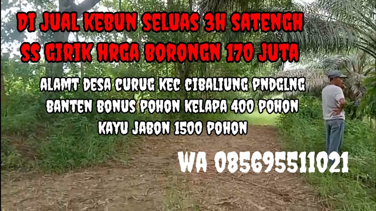 Dilarat Di Jual Kebun Seluas 4 H Ss Girik Harga 170 Juta Borongn Wa dilarat-di-jual-kebun-seluas-4-h-ss-girik-harga-170-juta-borongn-wa
