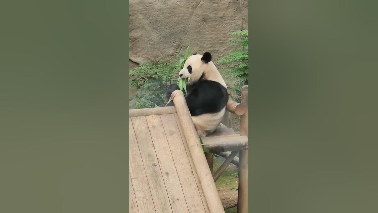 멋쟁이 러바오♡♡♡ 러바오 실물미남 판다월드 에버랜드 아이바오 푸바오 푸바오아빠 러바오먹방 대나무맛집 사랑해 Youtube