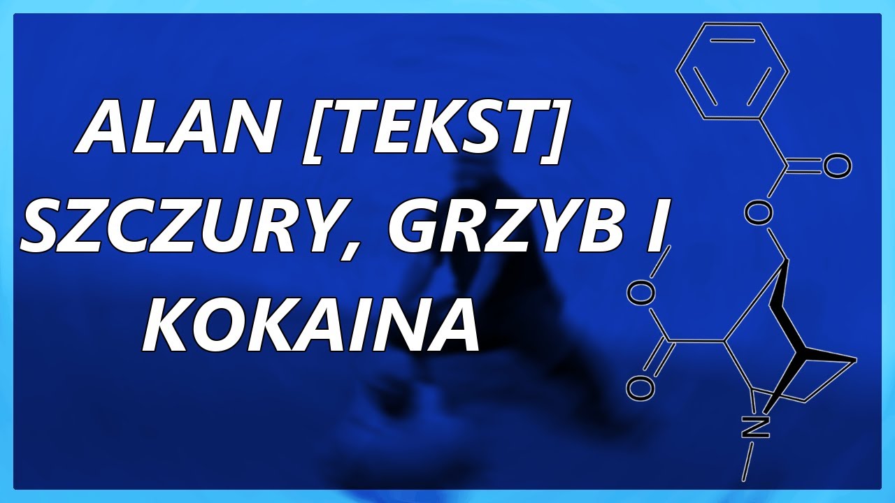 alan - szczury, grzyb i kokaina [tekst] - YouTube
