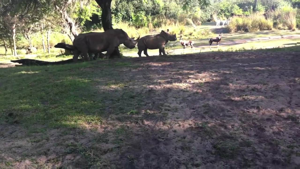 Rhino chasing addax - YouTube