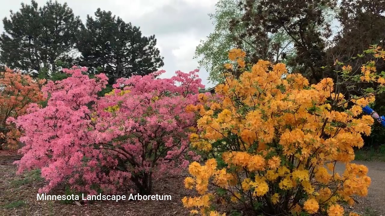 Tour Minnesota Landscape Arboretum | May 23, 2021 - YouTube