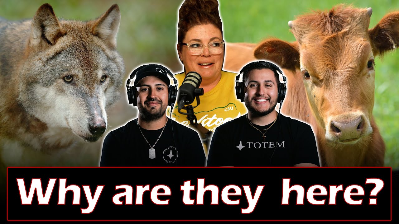 How the Re-introduction of Wolves is Impacting Ranchers Colorado - YouTube