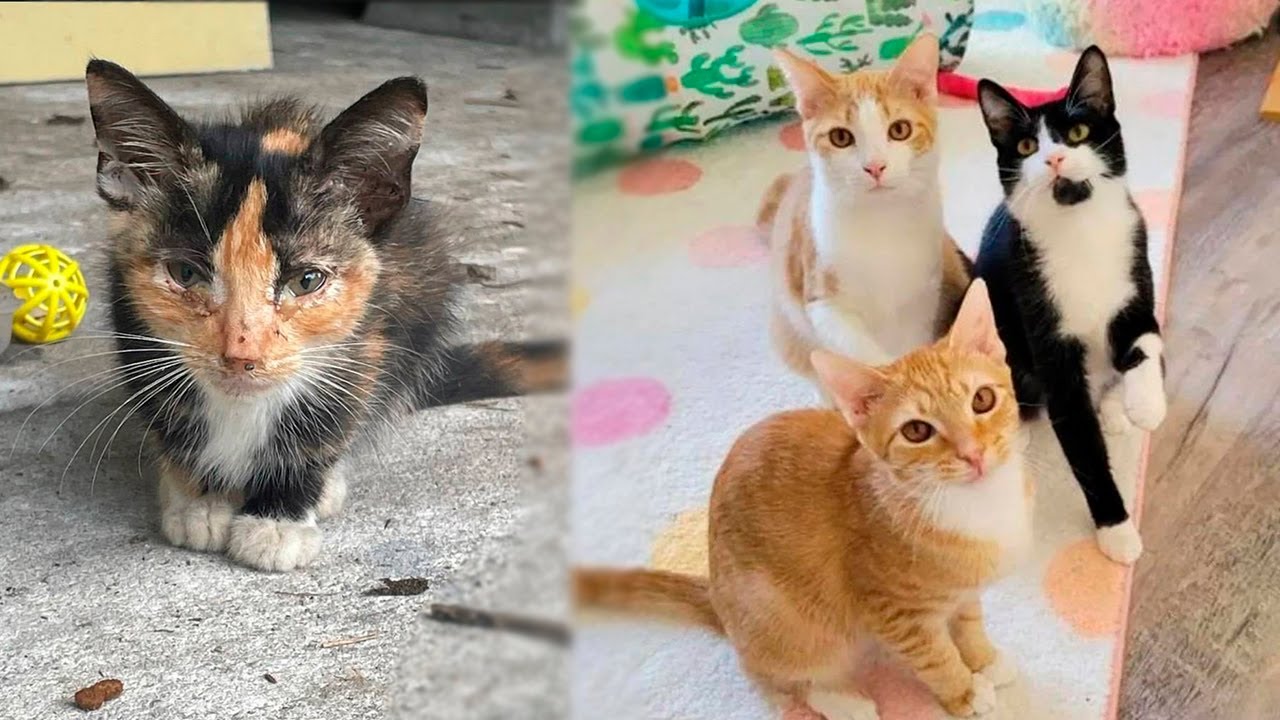 A rescued street kitten joyfully rushed into a pile of hugs and purrs ...