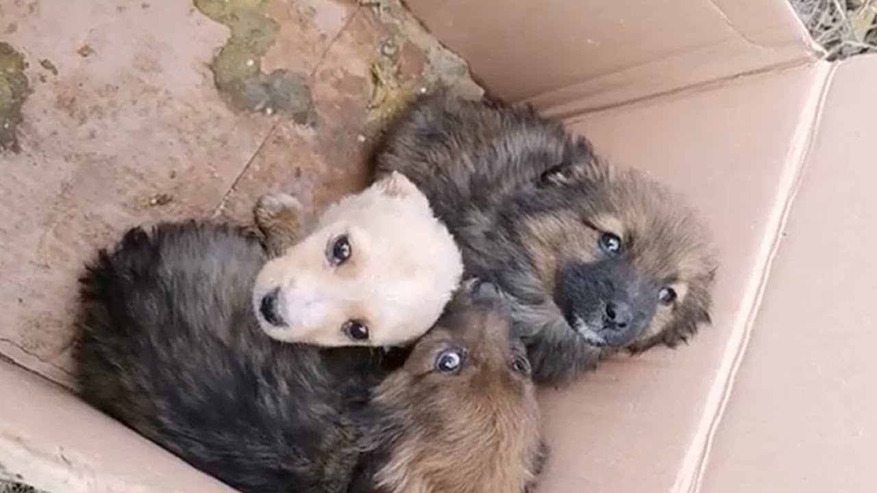 3 Little Puppies Cry For Help In Fear: "PLEASE HELP ME" - YouTube