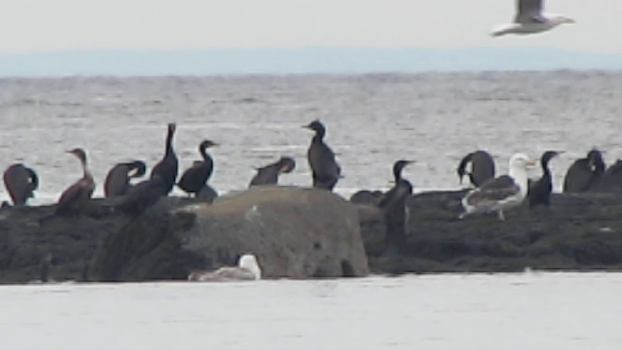 Birds/ Shout out for channel: Deri bastian - YouTube