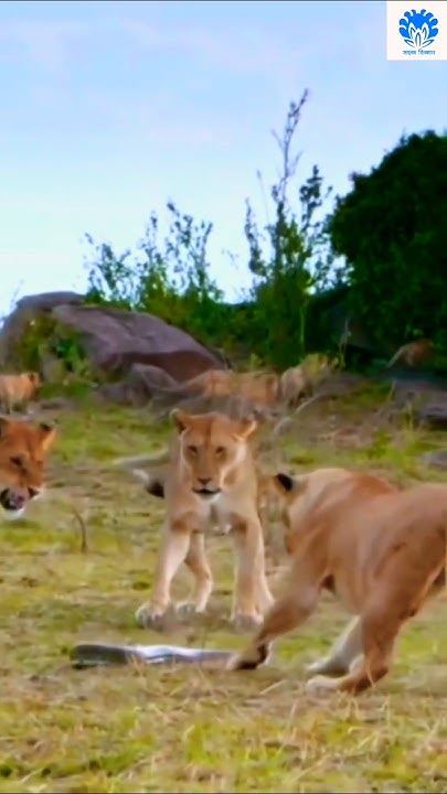 A Python defending lion pride 😲😲 | 🌟🌟 Animals action moment 0083 🌟🌟 # ...