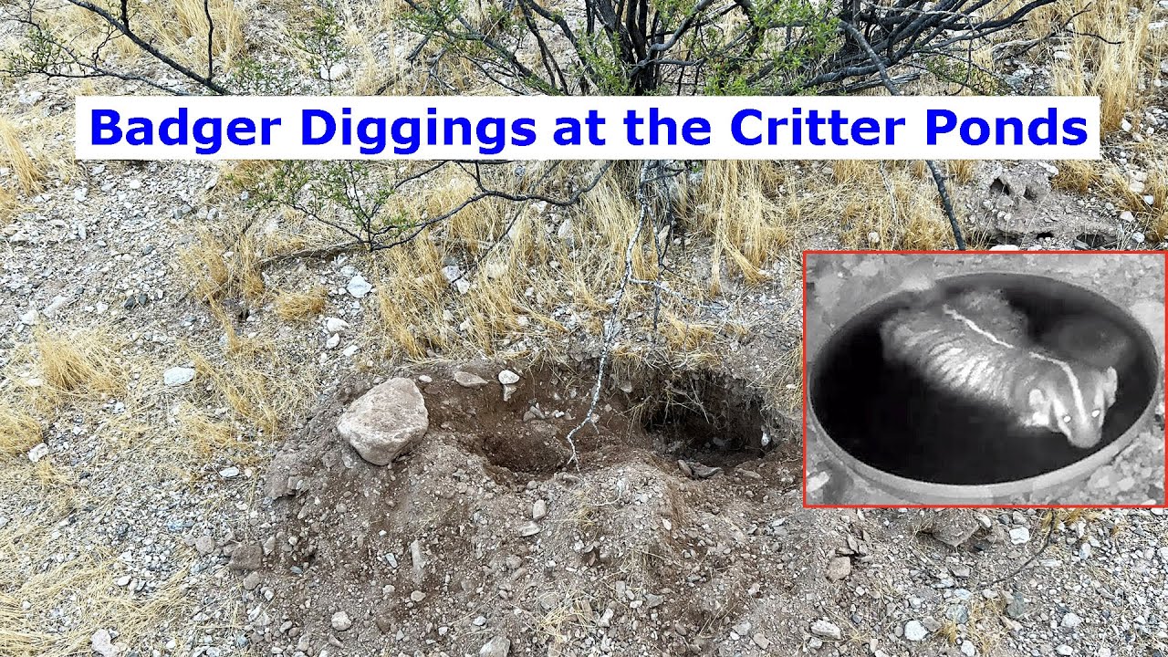 Badger Diggings at the Critter Pond - YouTube