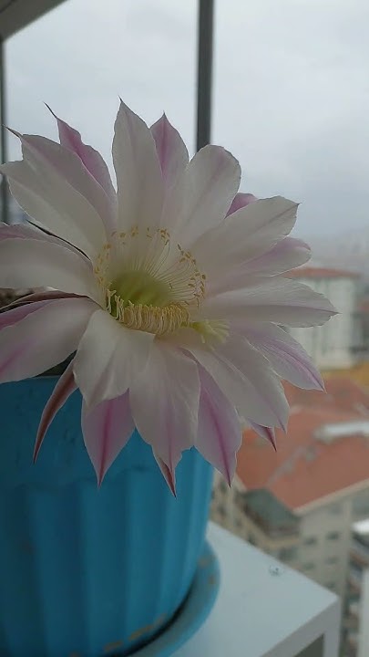 Cactus Flower - YouTube