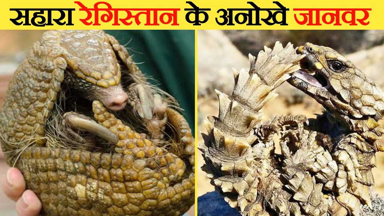 सहरा रेगिस्तान के अनोखे जीव जो बिना पानी के जिंदा है | Most Dengerous ...