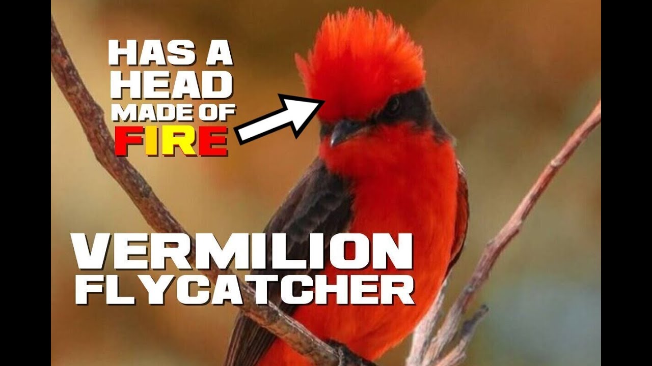 Vermilion Flycatcher Facts - The Flame Capped Insect Destroyer - Animal ...