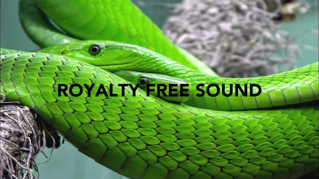 Hissing snake Sound Effects - Royalty Free Sounds - YouTube
