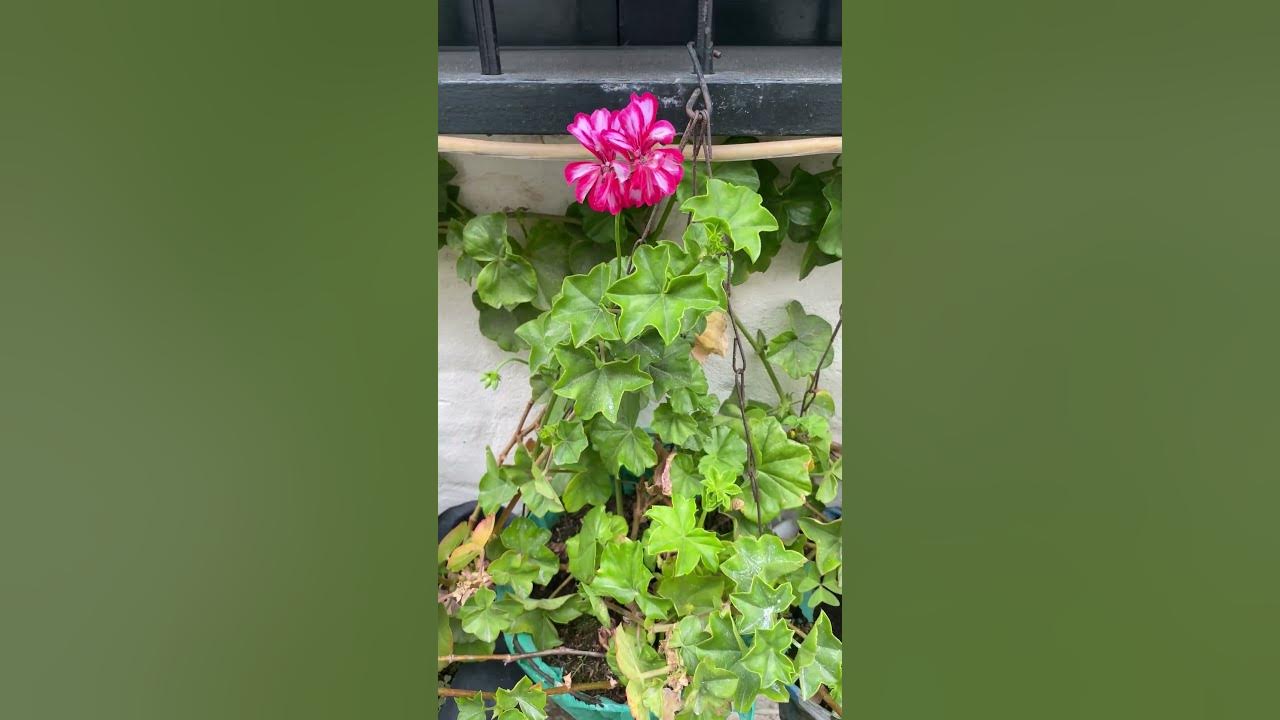 Planta trepadora para adornar tu hogar como nunca #flores #jardin # ...