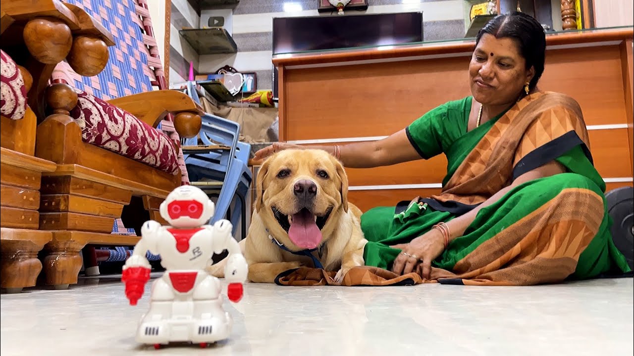 Labrador puppy convinces his mom in playing with his robot toy | Little ...