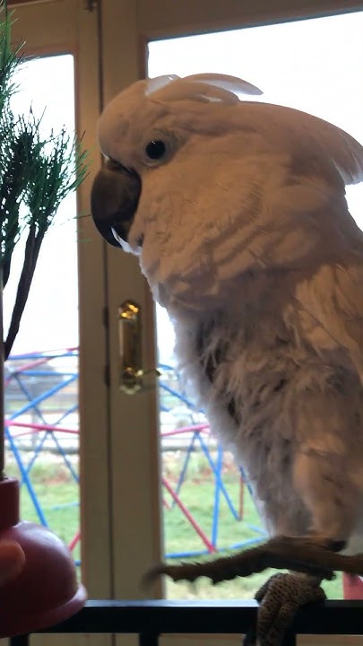 Plunger-loving cockatoo gets special Christmas tree! - YouTube