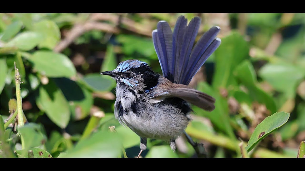 Superb Fairy Wren just discovering his true colours & Female - YouTube