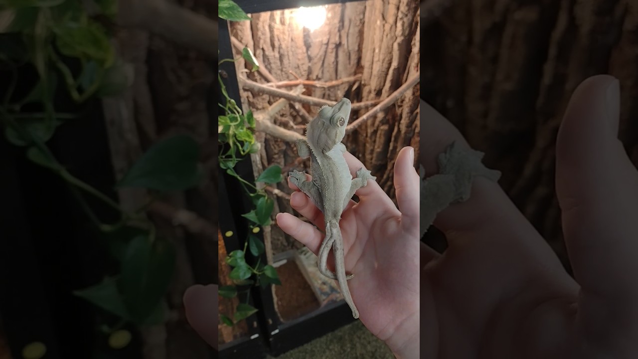 two tailed crested gecko #crestedgecko #reptiles - YouTube