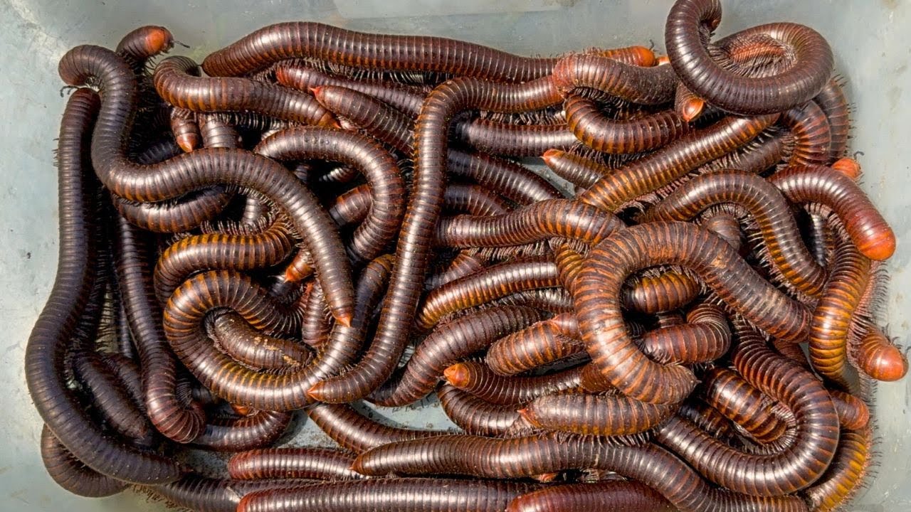 How to Catch Massive Millipedes under Trees Stump in Cashew farm | Epic ...