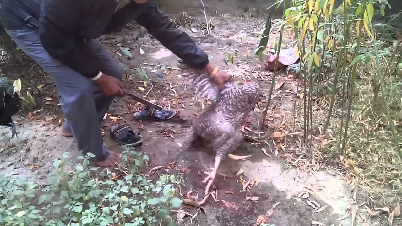 Murga halal by ankeet group - YouTube