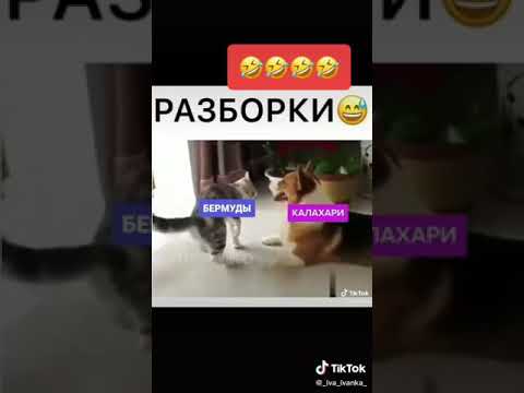 Кот унизил собаку