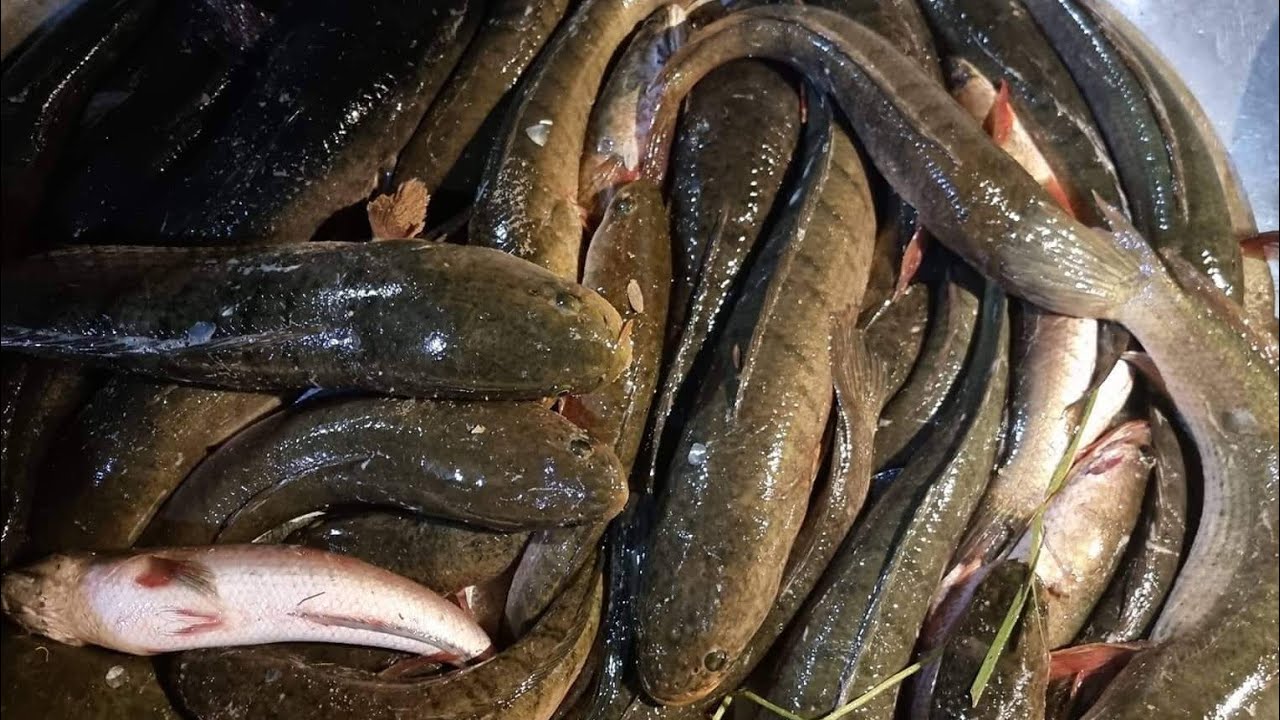 Amazing fishing Trip with Snake head fish and head fish - YouTube