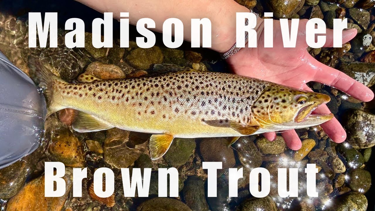 Fly Fishing the Madison River for MEGA Trout - YouTube