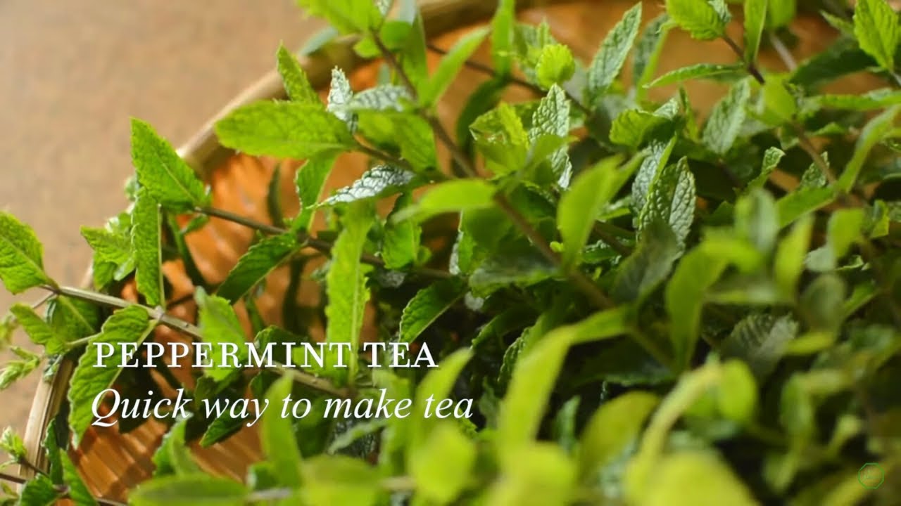 Quick Way to Make Mint Tea with Fresh Mint Leaves (Mint Tea and Mint ...