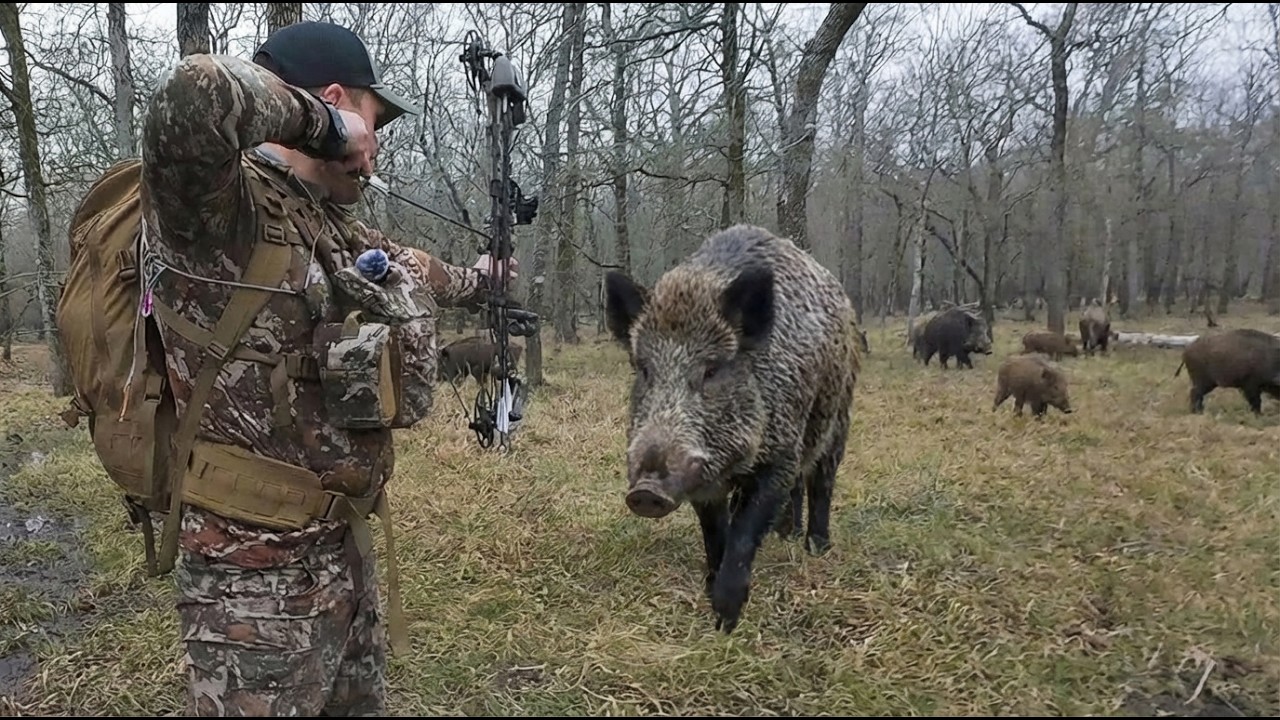 Bow Hunting Wild Hogs! "There's a billion pigs down here..." - YouTube