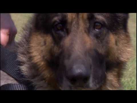 Injured police dog back on the beat - YouTube