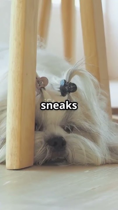 Puppy Plays Hide and Seek #pets #cat #cute #funny #kitten #cuteanimals ...