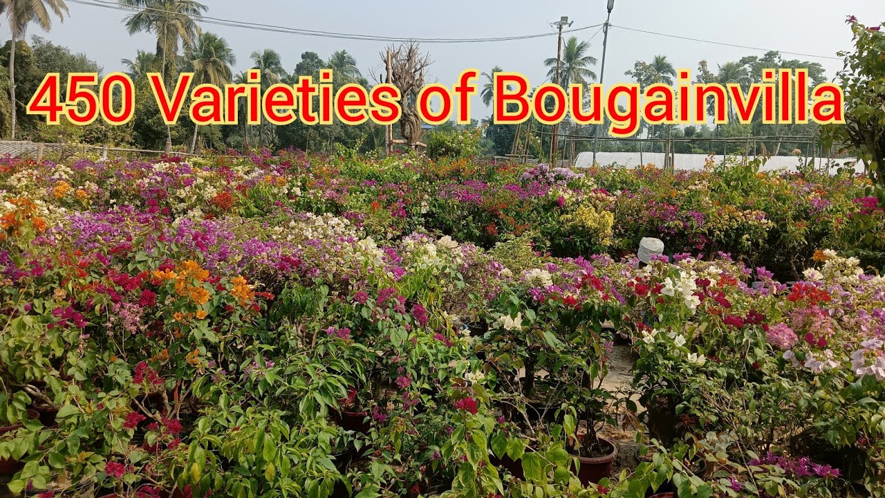 Bougainvilla Nursery visit ll 450 Varieties Of Bougainvilla ll Online ...