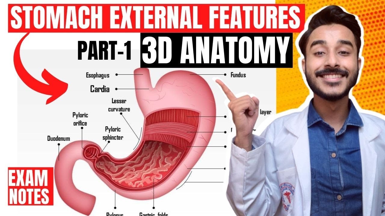 Stomach Anatomy 3D | external features of stomach anatomy | anatomy of ...