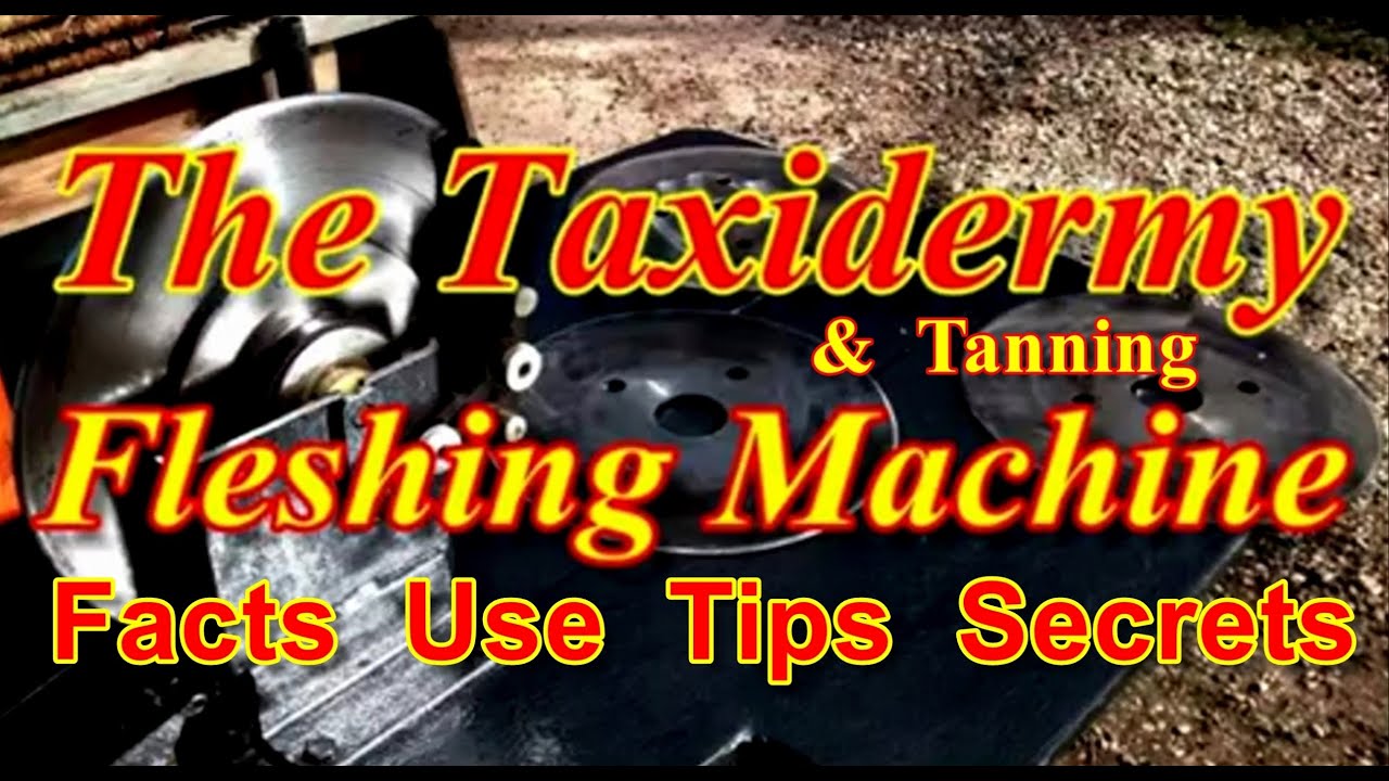The Tanning and Taxidermy FLESHING MACHINE Video 175 - YouTube