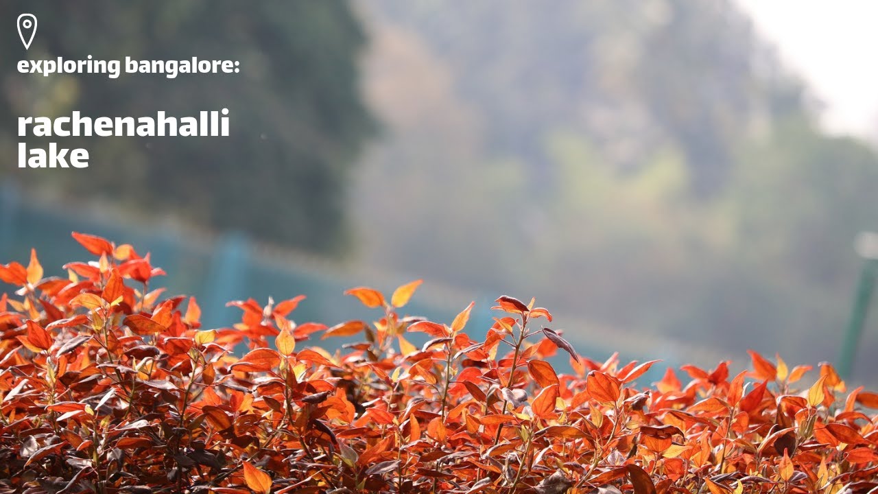 Rachenahalli Lake | Exploring Bangalore - YouTube