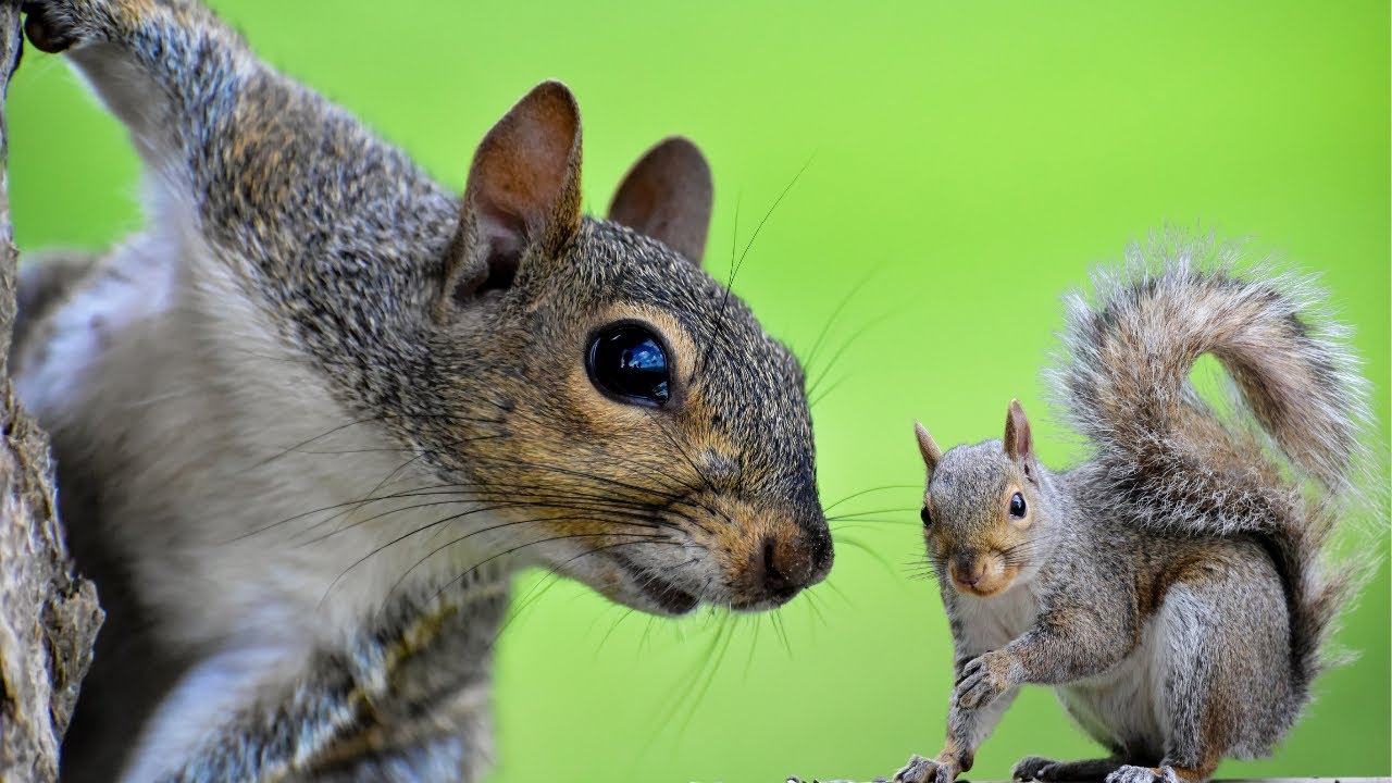 Squirrel Need to Find Her Saved Nuts - YouTube