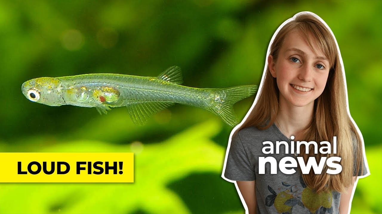 Scientists uncover why these tiny fish are so loud | CBC Kids News ...