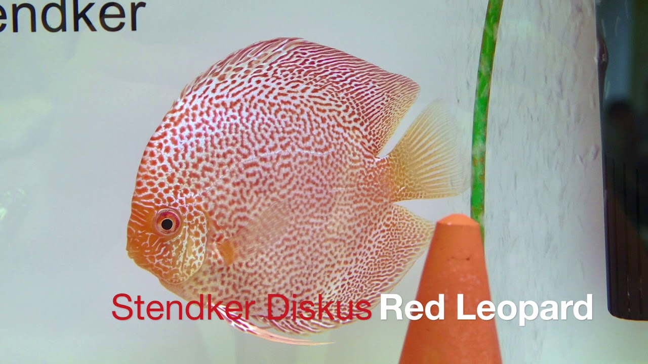 Neuer Farbschlag Stendker Red Leopard, verfügbar ab ca. Mitte September ...