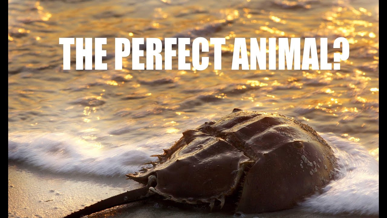 The Perfect Animal Is Not What You Think. (Its better) - YouTube