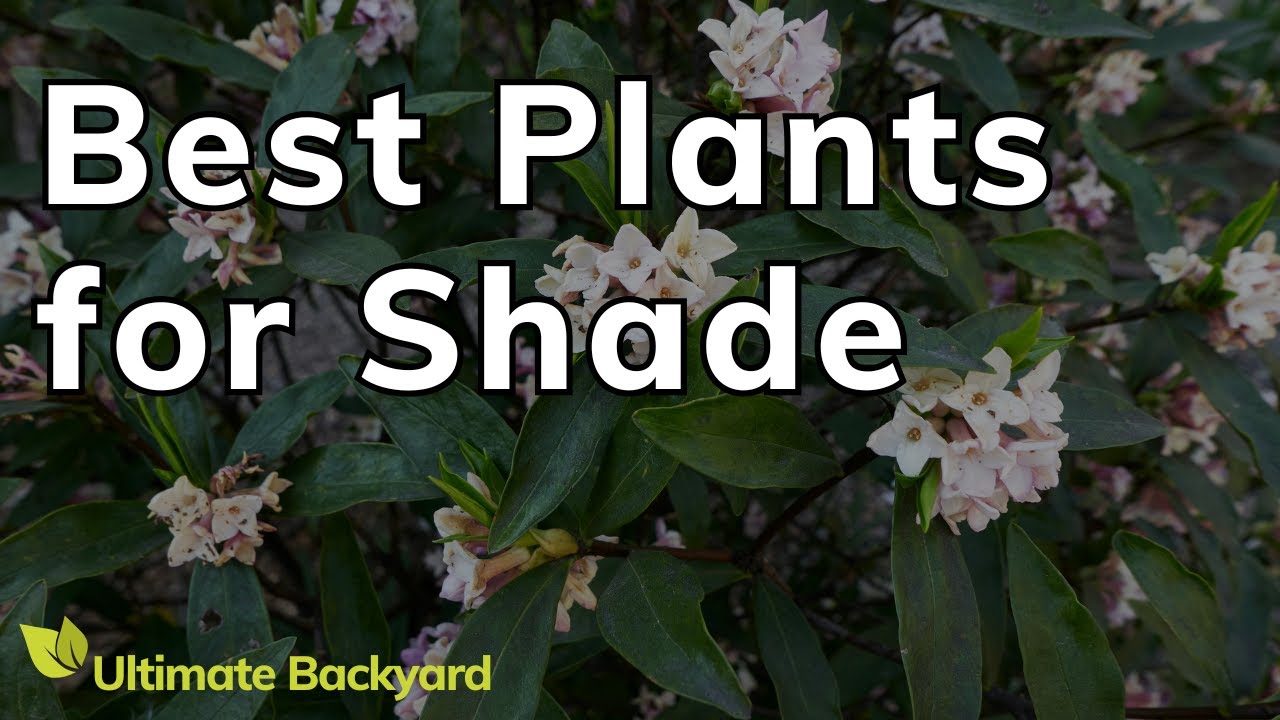 Plants That Grow In Full Shade 30 Resilient Perennial Flowers For