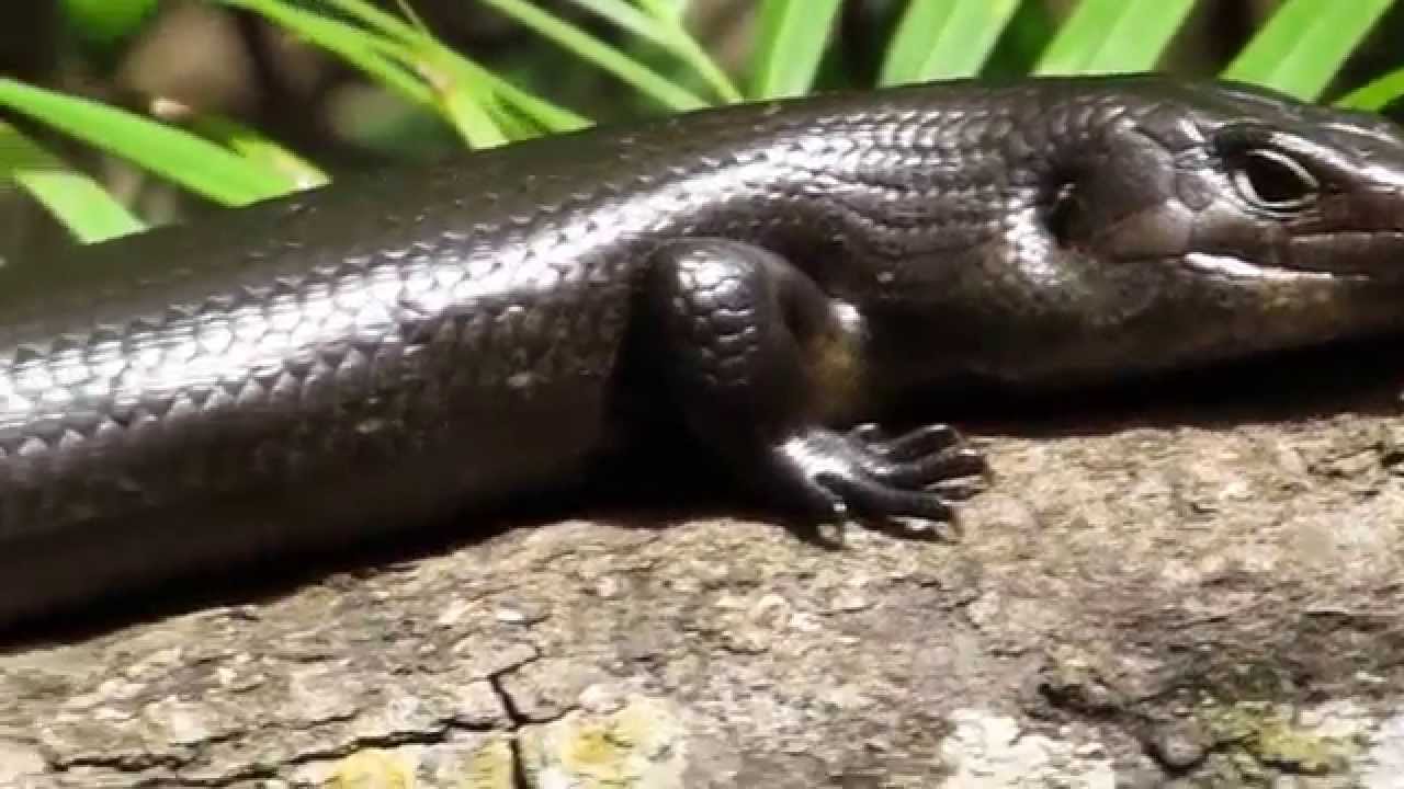 Land Mullet, Mount Tamborine - YouTube