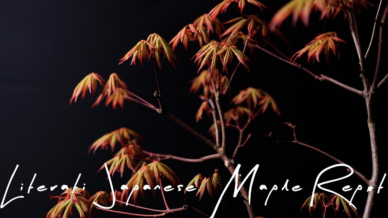 Literati Japanese Maple Bonsai Repot - YouTube