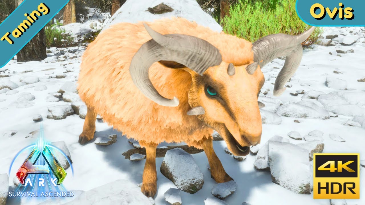 ARK Survival Ascended : Tame a Ovis - YouTube