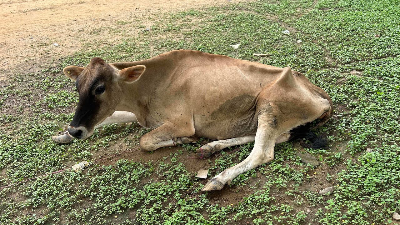 Leg Injured Cow Rescue Ghitorni - YouTube