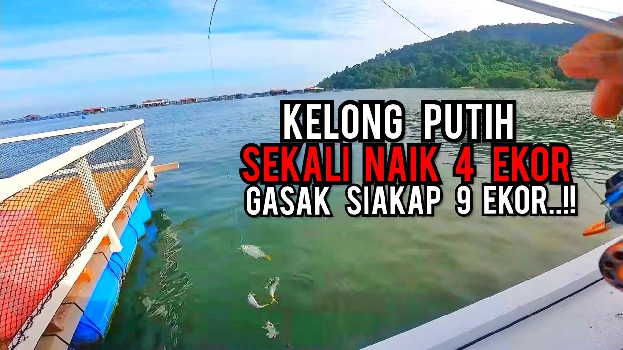 MEMANCING SIAKAP DI KELONG @ SANGKAR | DISERANG BERTUBI-TUBI | Part 2 ...