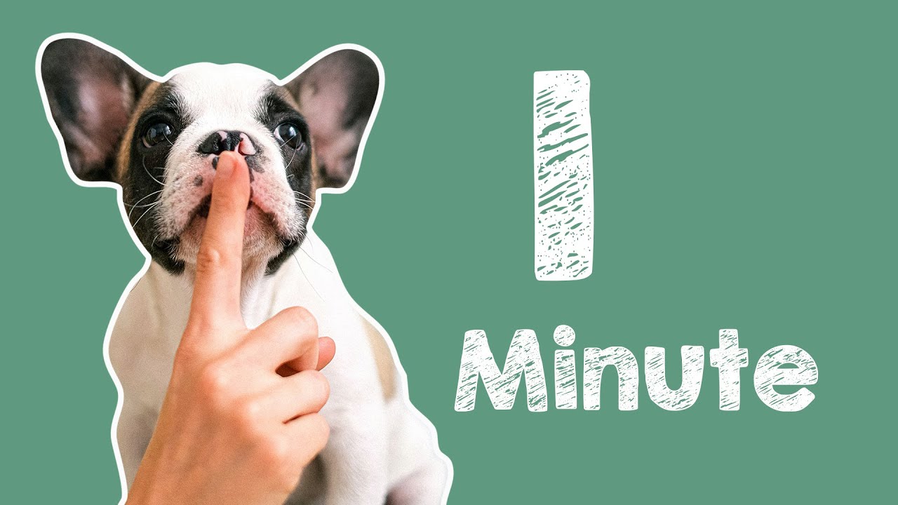 1 Minute Timer - Barking Dog Alarm - YouTube
